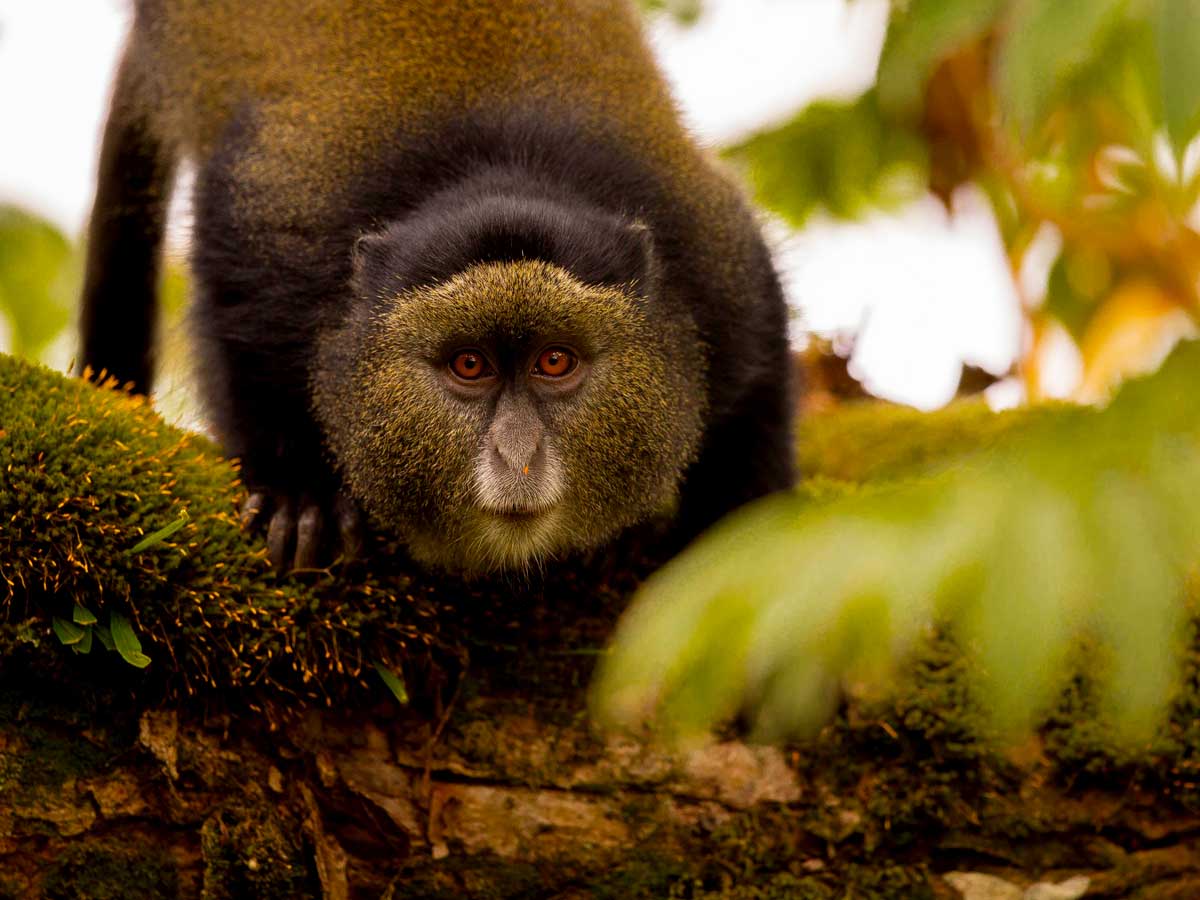 6 days Rwanda primate- Rwanda safaris- Wilderness of Africa
